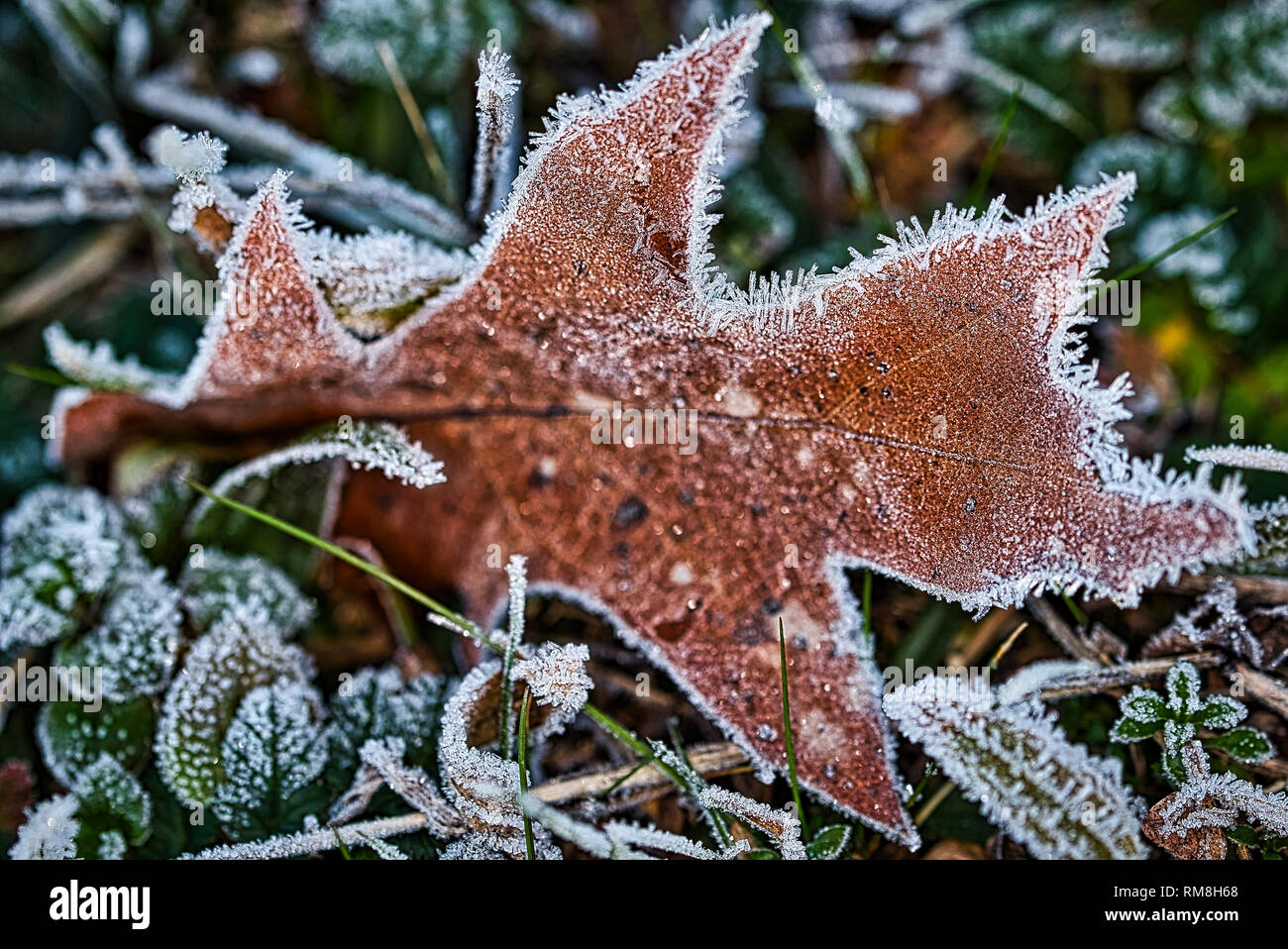 The Frozen Nature Frozen Plants Icy Morning Stock Photo - Alamy