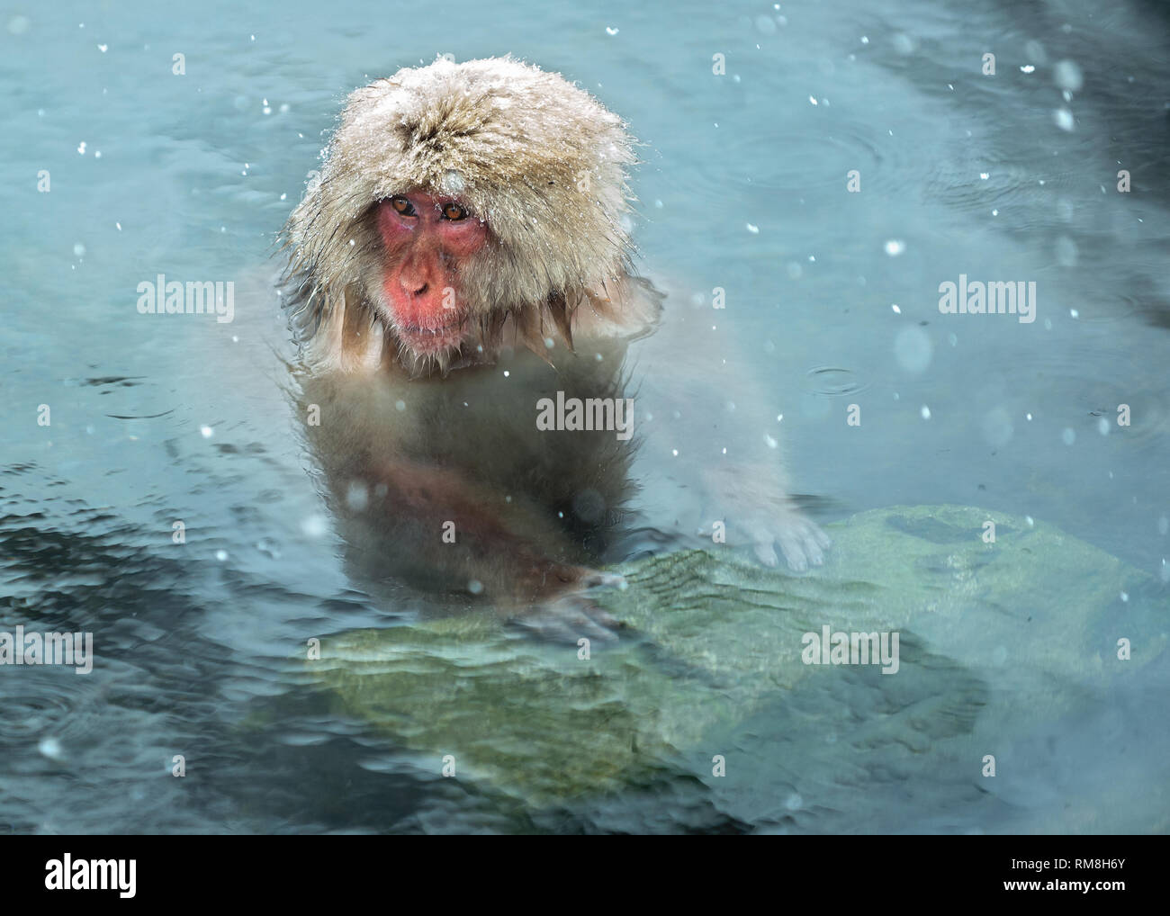 The Japanese macaque at Jigokudani hotsprings. Japanese macaque ...