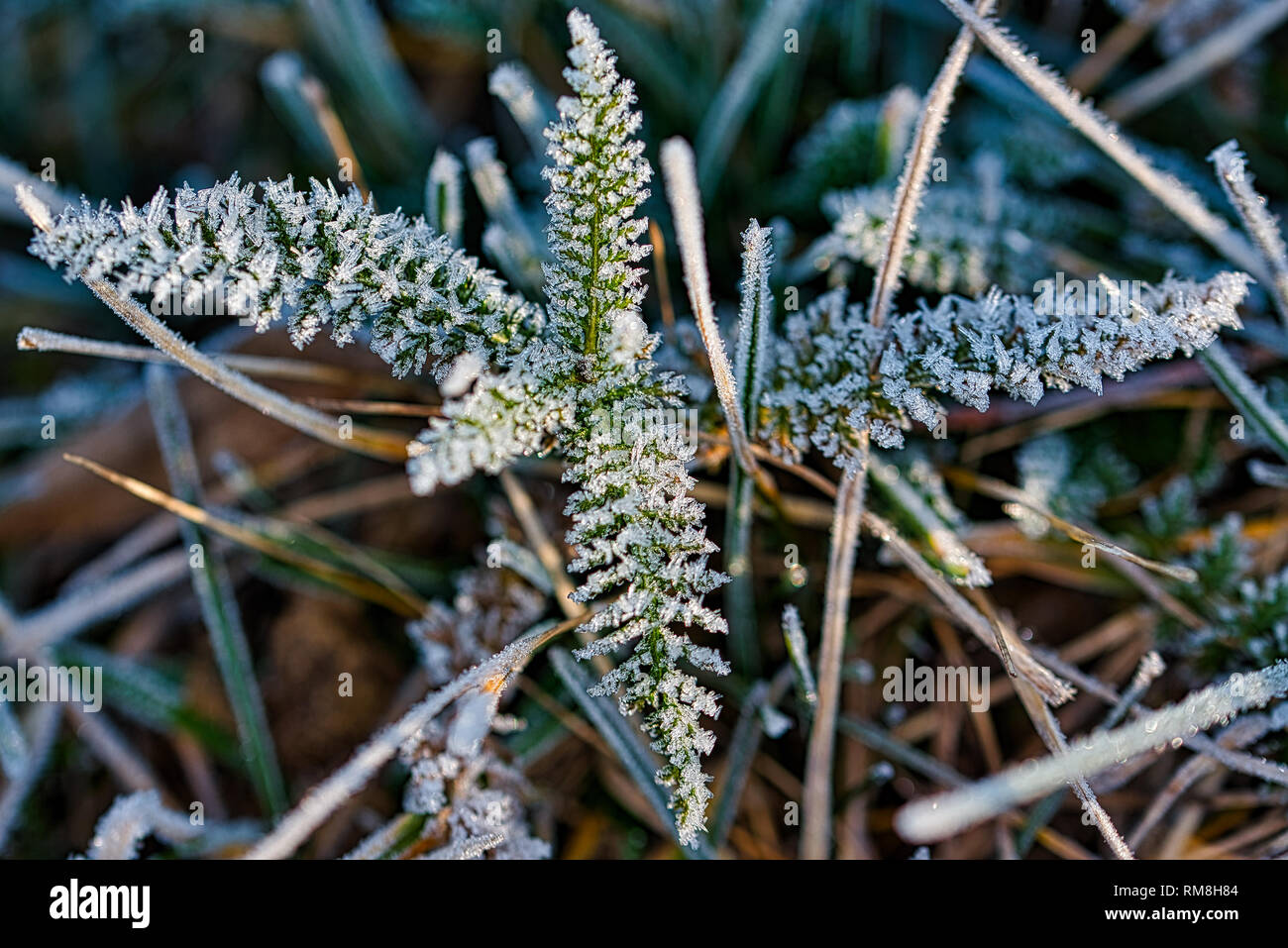 The Frozen Nature Frozen Plants Icy Morning Stock Photo - Alamy