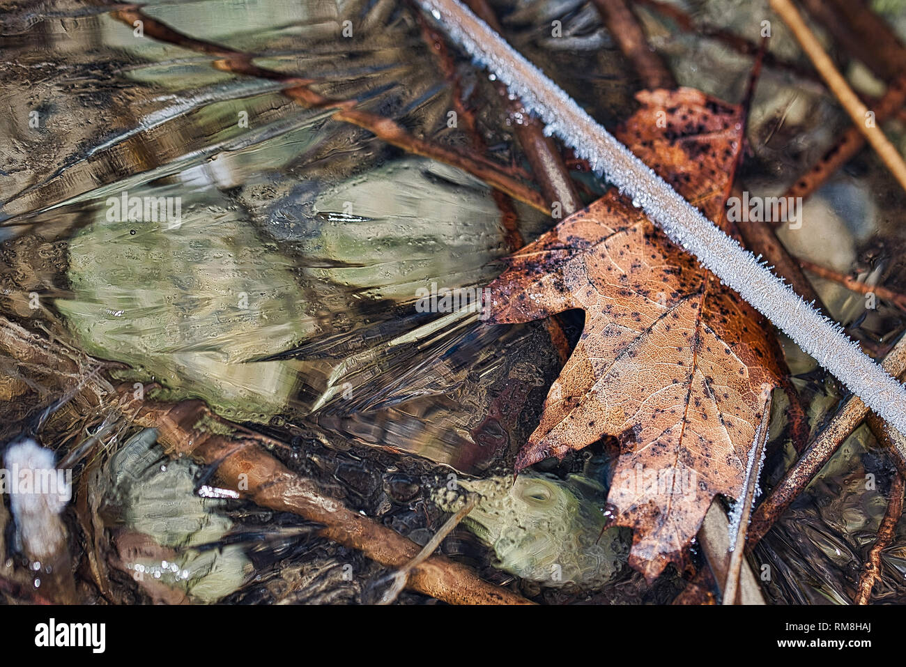 The Frozen Nature Frozen Plants Icy Morning Stock Photo - Alamy