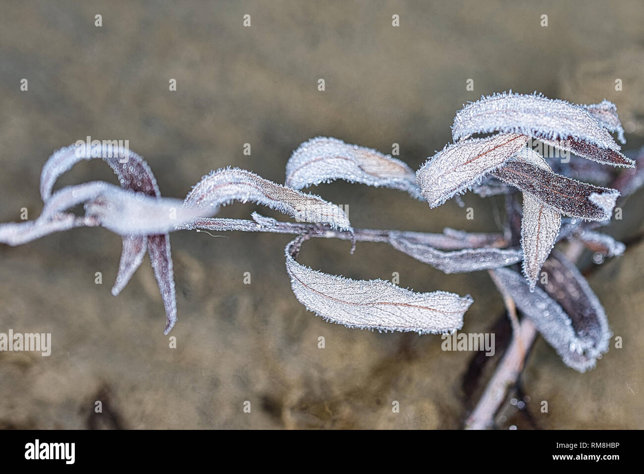 The Frozen Nature Frozen Plants Icy Morning Stock Photo - Alamy