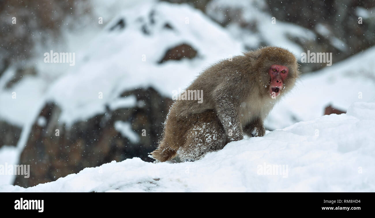 Japanese macaque on the snow. Winter season. The Japanese macaque ...