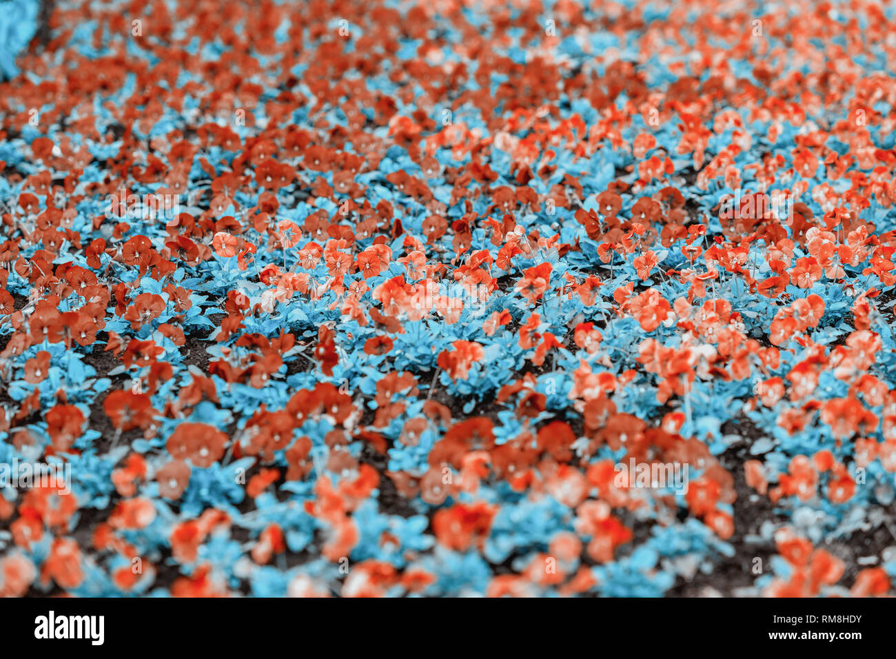 Colorful floral picturesque flowerbed. Modern seasonal floral pattern ...