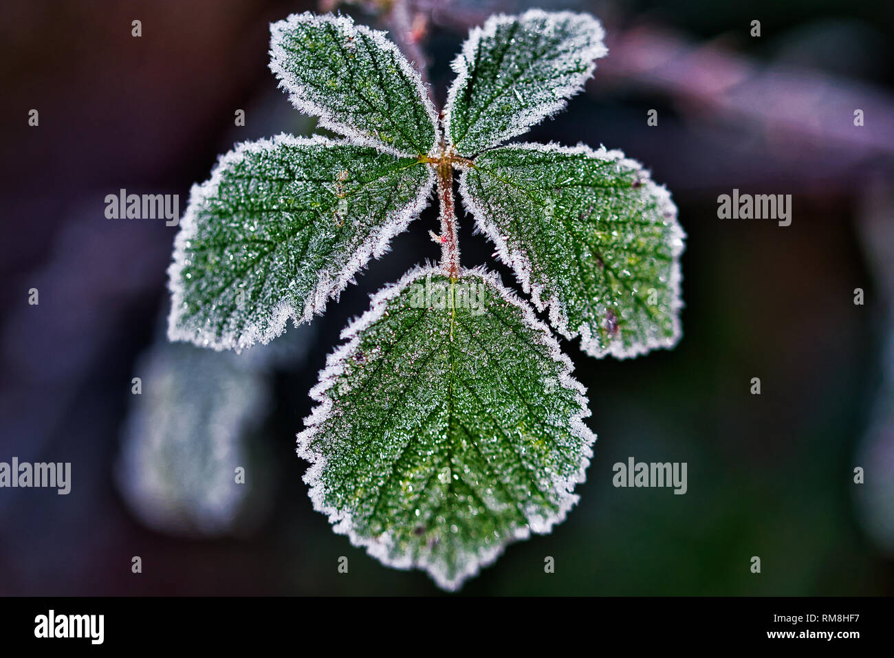 The Frozen Nature Frozen Plants Icy Morning Stock Photo - Alamy