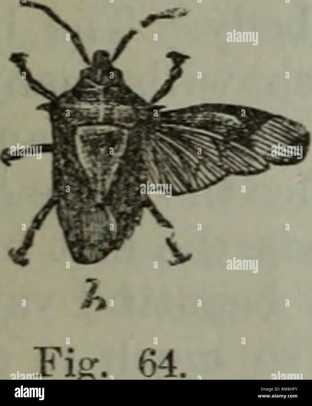 Colorado State Insect Only