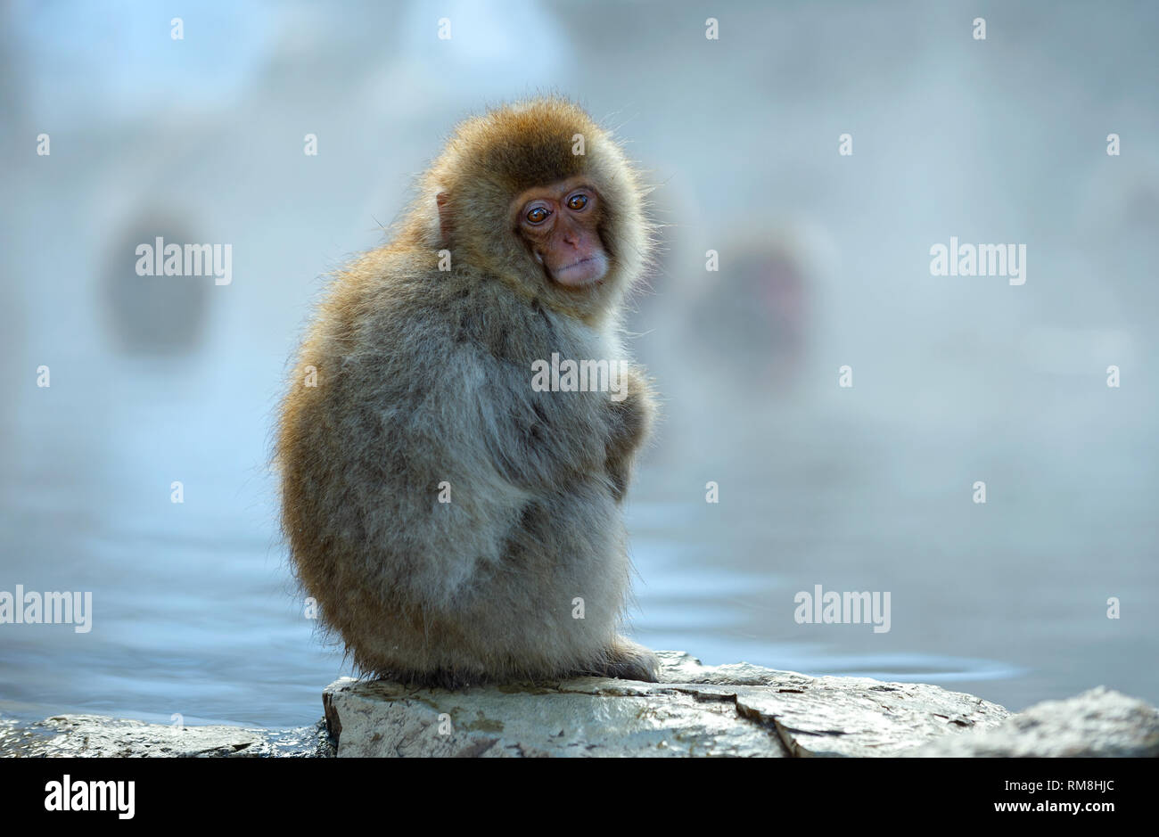 Japanese macaque near the natural hot springs. The Japanese macaque ...