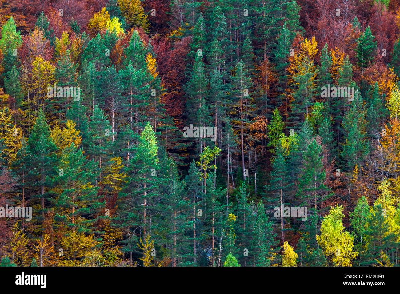 Untouched woods hi-res stock photography and images - Alamy