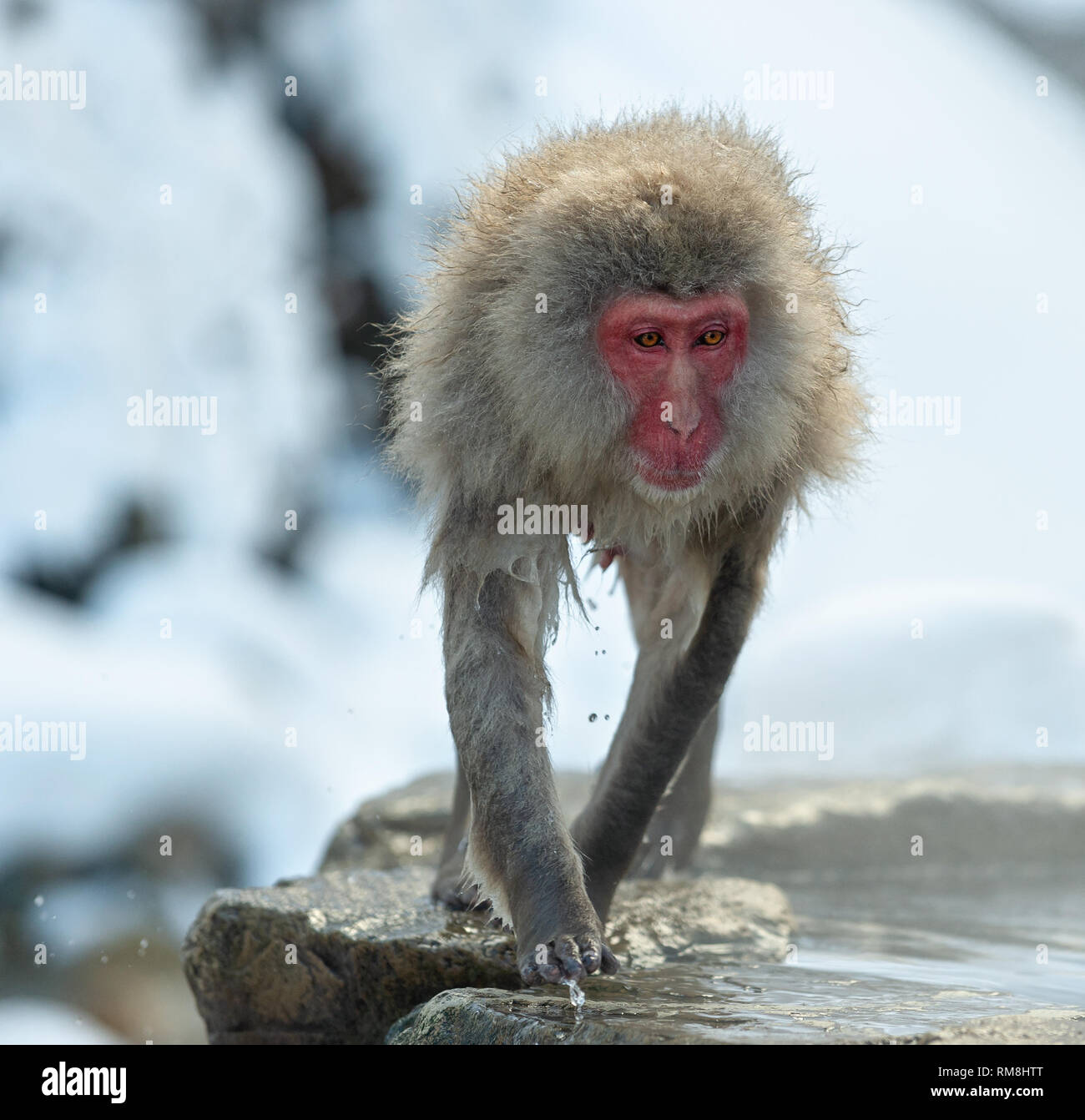 Wet Japanese macaque on the stone at natural hot springs in Winter ...