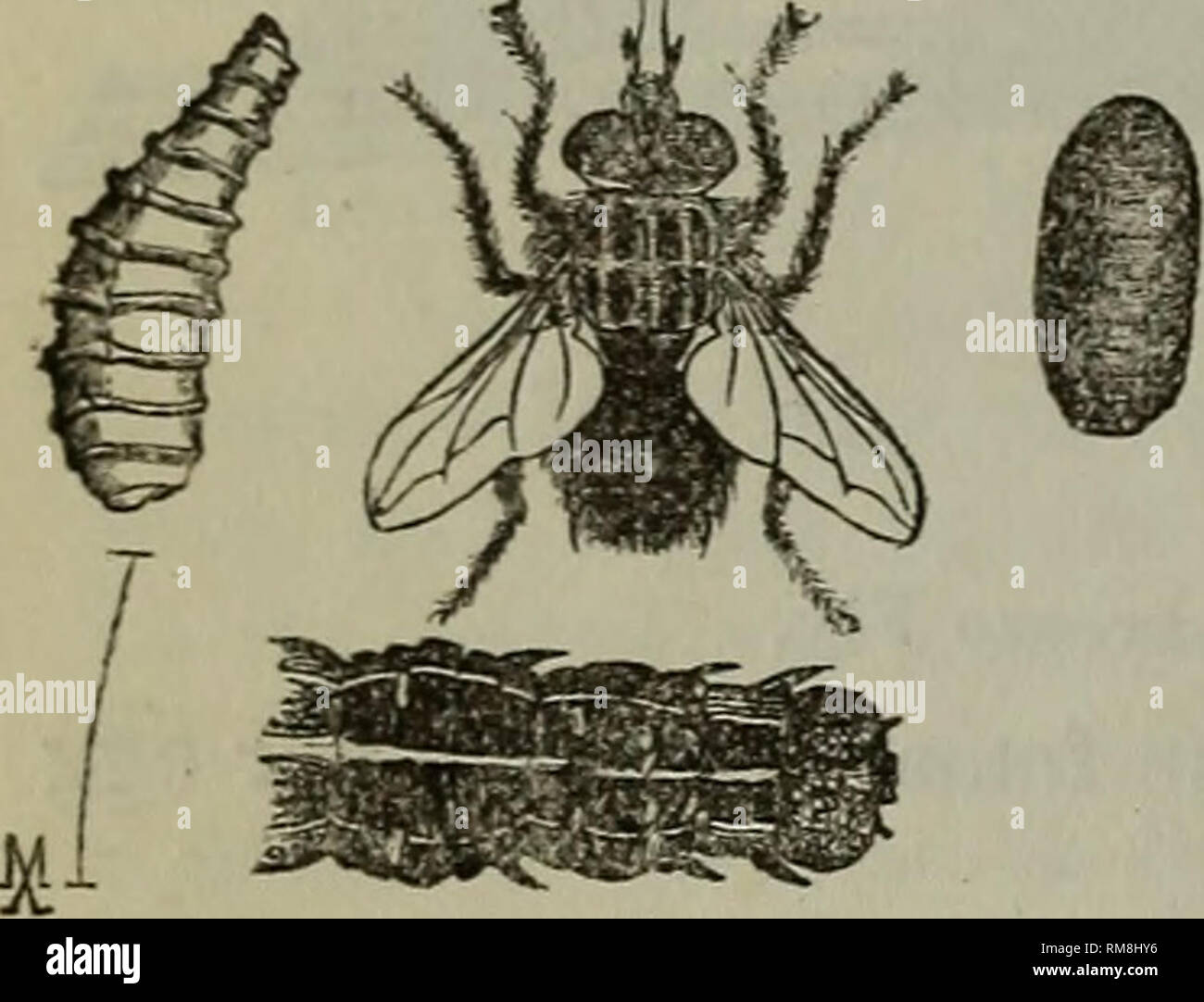 Bot fly larva hi-res stock photography and images - Alamy