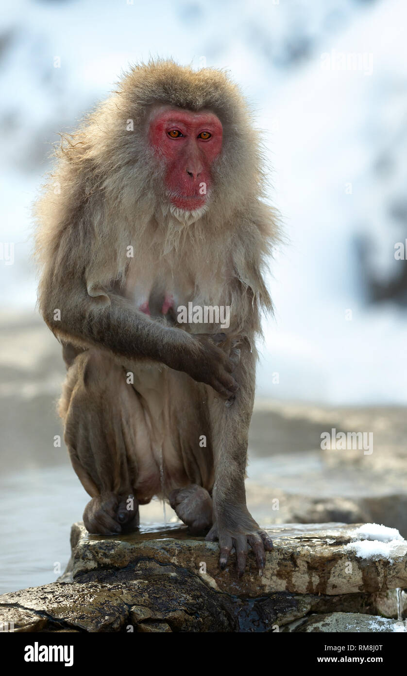 Wet Japanese macaque on the stone at natural hot springs in Winter ...