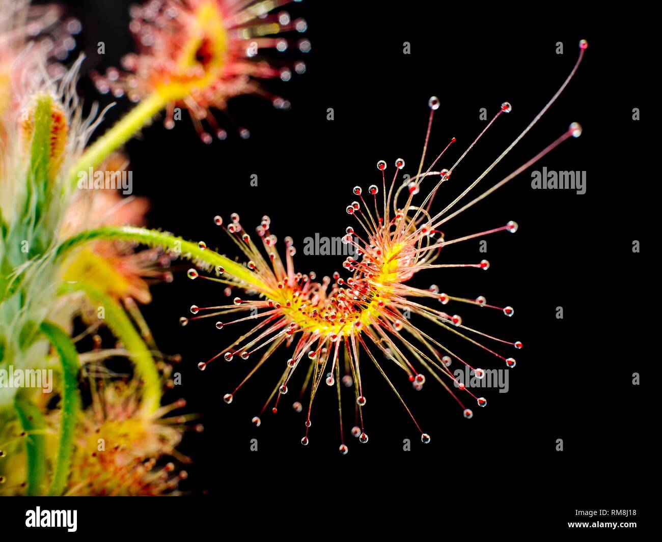 Sticky tendrils hi-res stock photography and images - Alamy