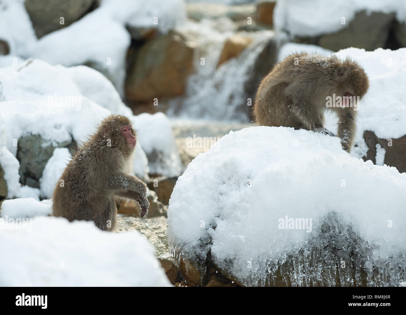 Japanese macaque in jump. Macaque jumps through a natural hot spring ...