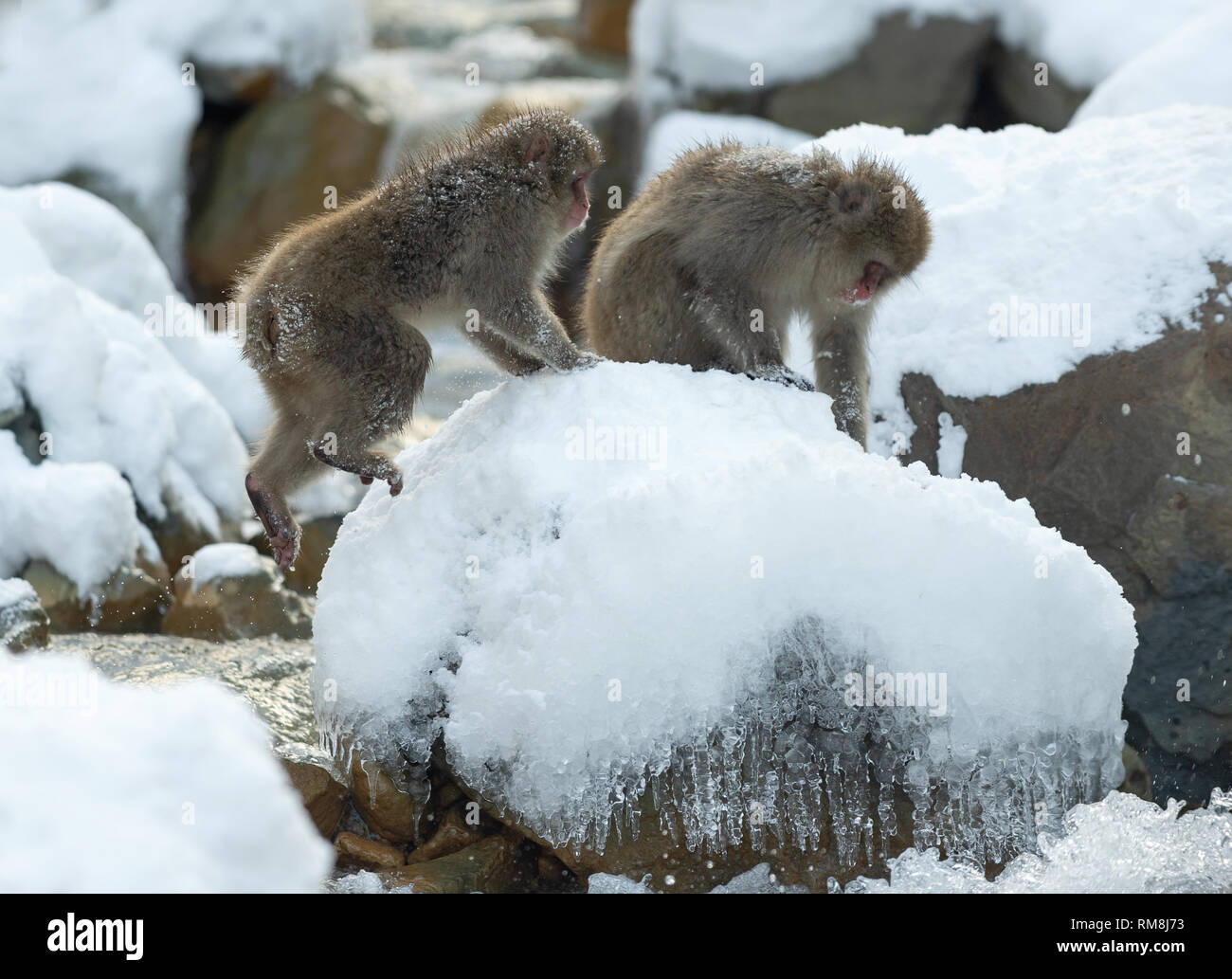 Japanese macaque in jump. Macaque jumps through a natural hot spring ...