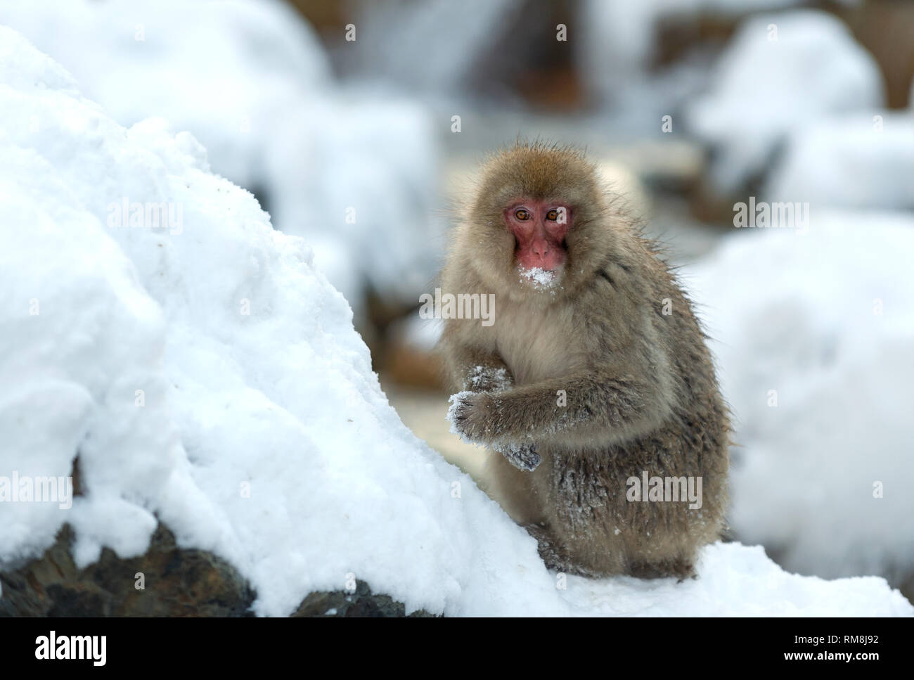 Japanese macaque on the snow. Winter season. The Japanese macaque ...