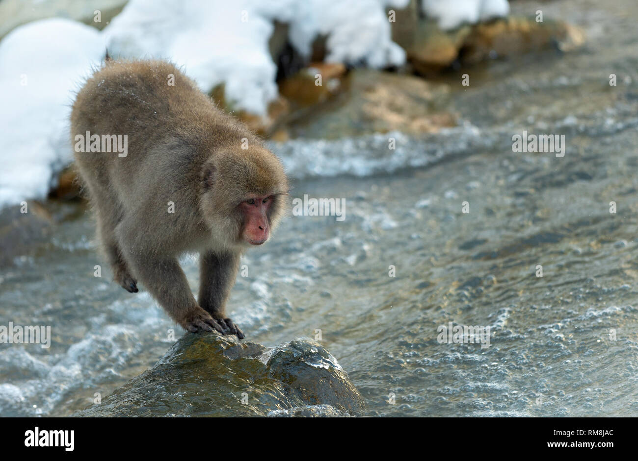 Japanese macaque in jump. Macaque jumps through a natural hot spring ...