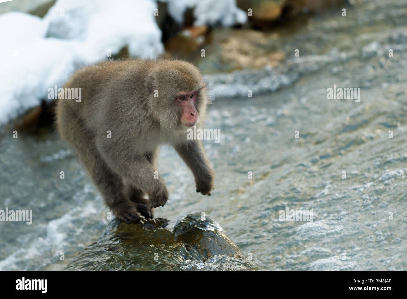 Japanese macaque in jump. Macaque jumps through a natural hot spring ...