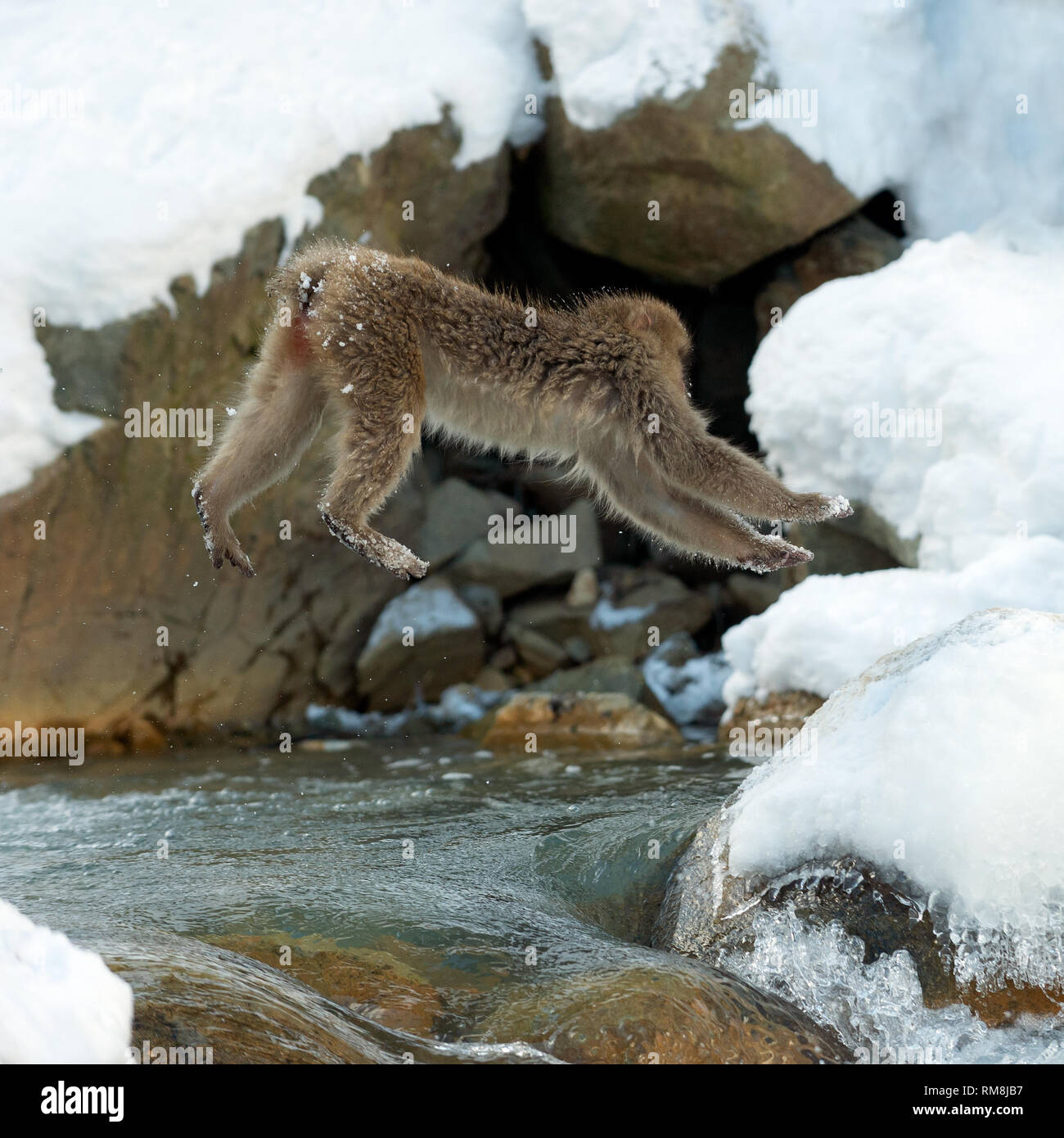 Japanese macaque in jump. Macaque jumps through a natural hot spring ...