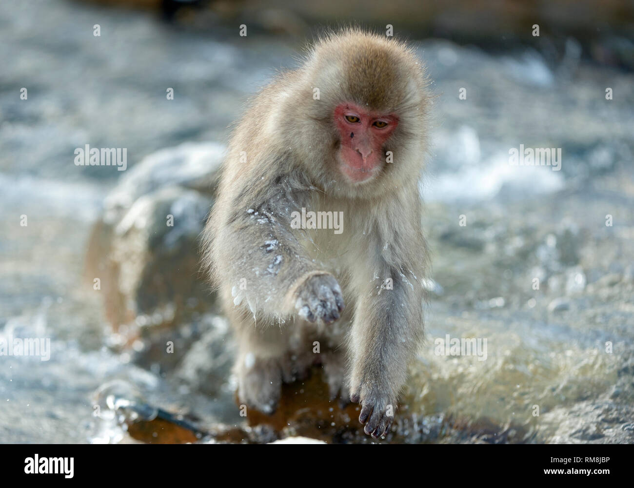 Japanese macaque in jump. Macaque jumps through a natural hot spring ...