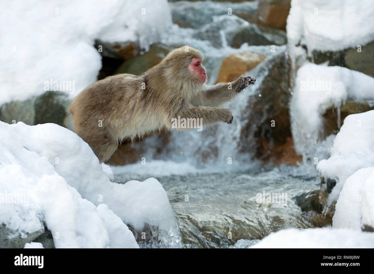 Japanese macaque in jump. Macaque jumps through a natural hot spring ...