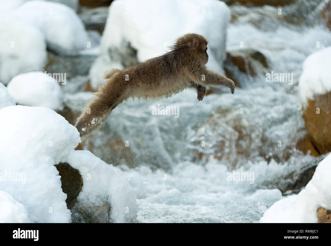 Japanese macaque in jump. Macaque jumps through a natural hot spring ...