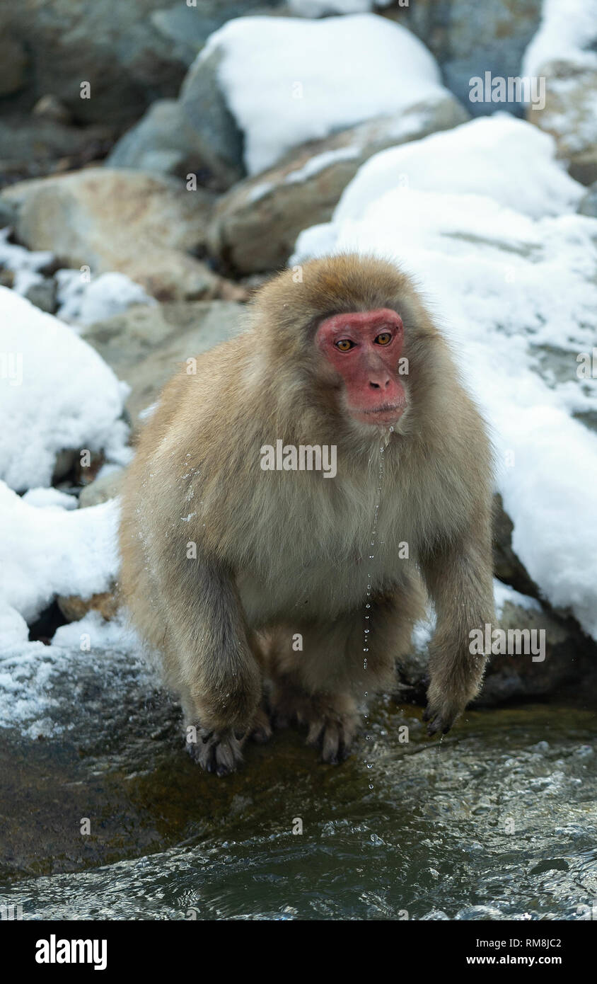 Japanese macaque in jump. Macaque jumps through a natural hot spring ...
