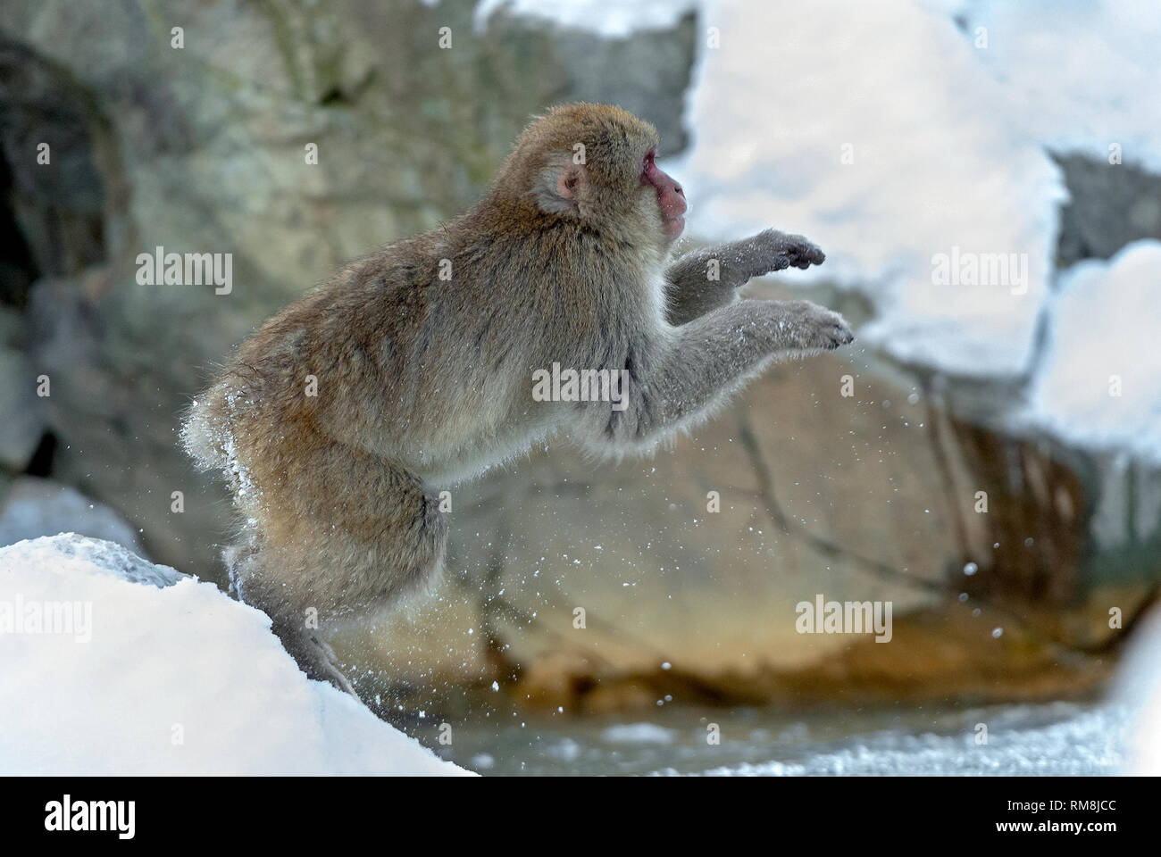 Japanese macaque in jump. Macaque jumps through a natural hot spring ...