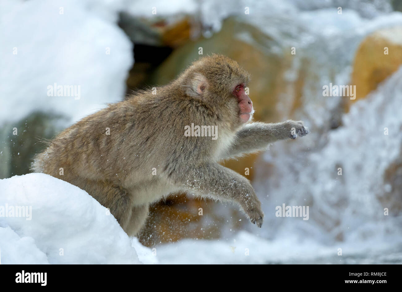 Japanese macaque in jump. Macaque jumps through a natural hot spring ...
