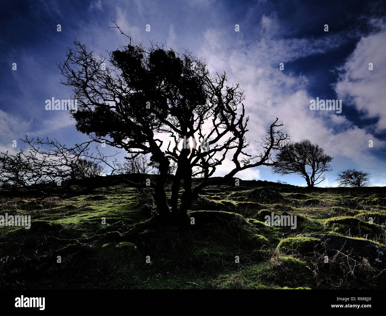 Bodmin Moor Windswept Trees and wispy clouds on the rugged moorland ...