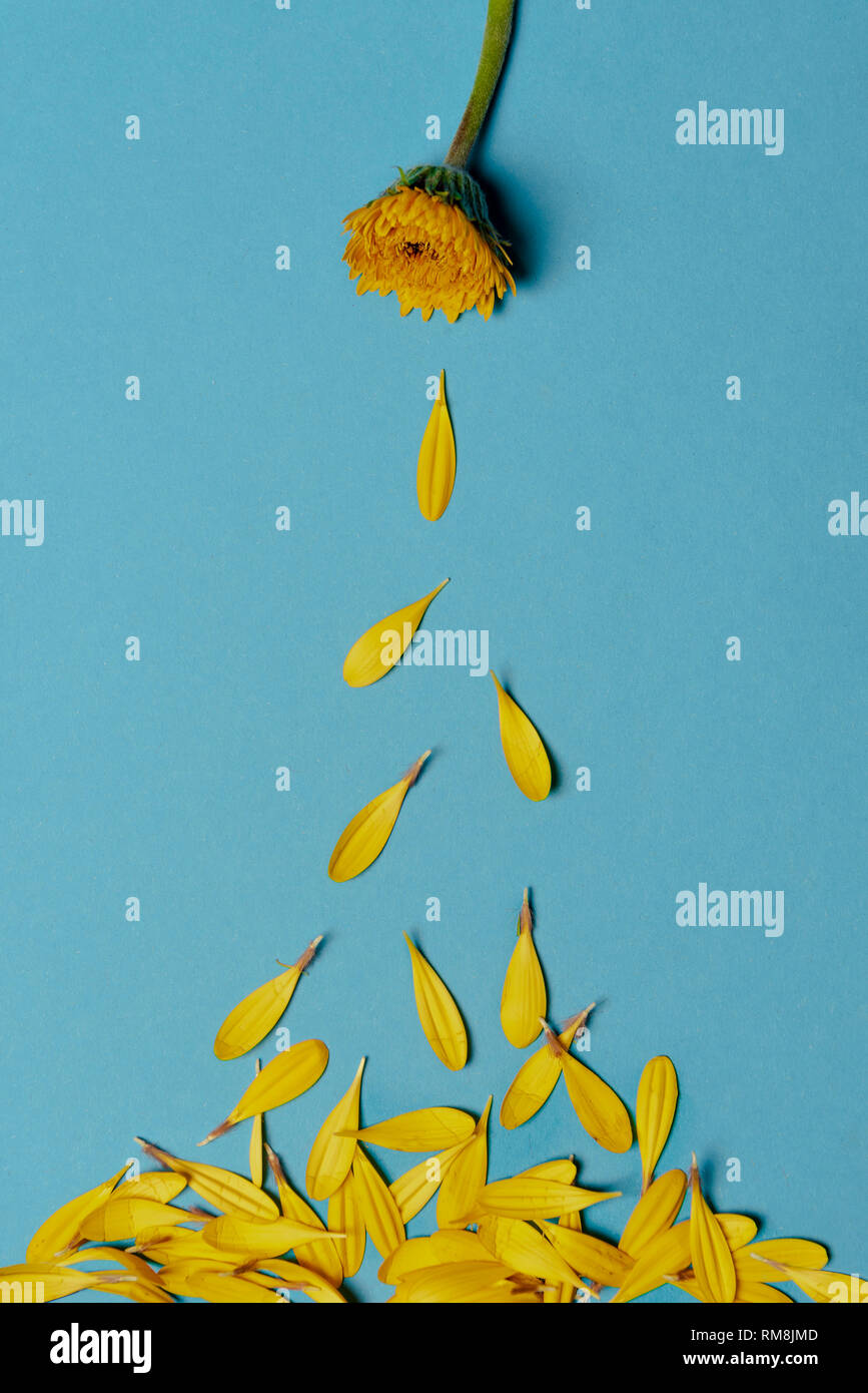 Upside down yellow chrysanthemum flower on a blue paper background and ...