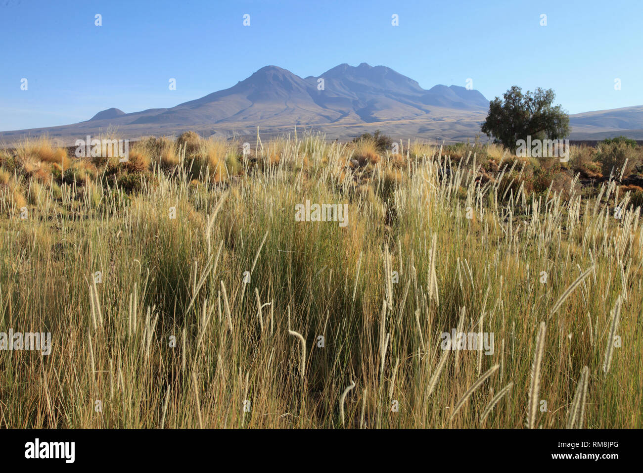 Chile, Antofagasta Region, Atacama Desert, desert; flora, vegetation ...