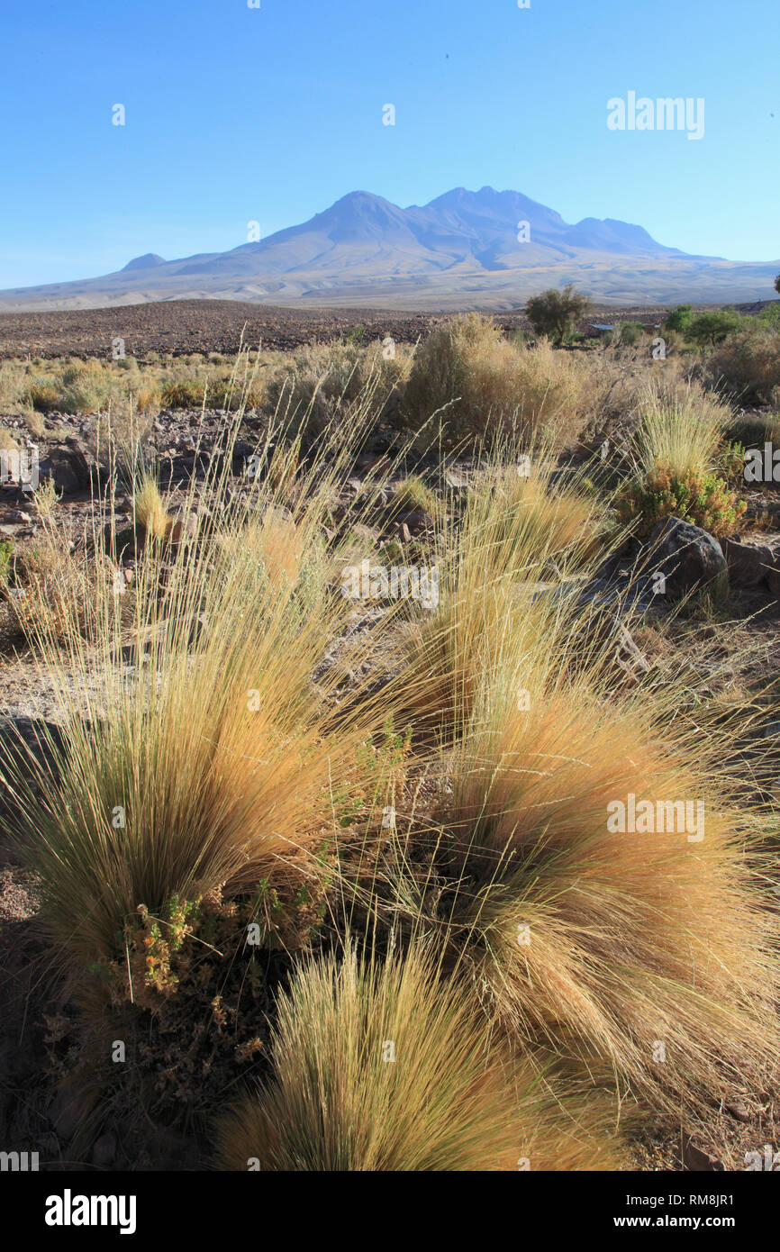 Chile, Antofagasta Region, Atacama Desert, desert; flora, vegetation ...