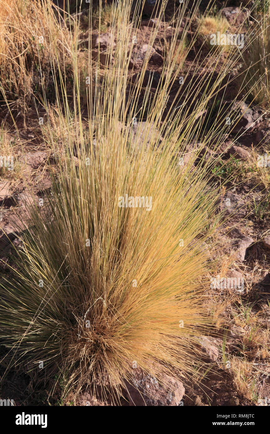 Flora de chile hi-res stock photography and images - Alamy