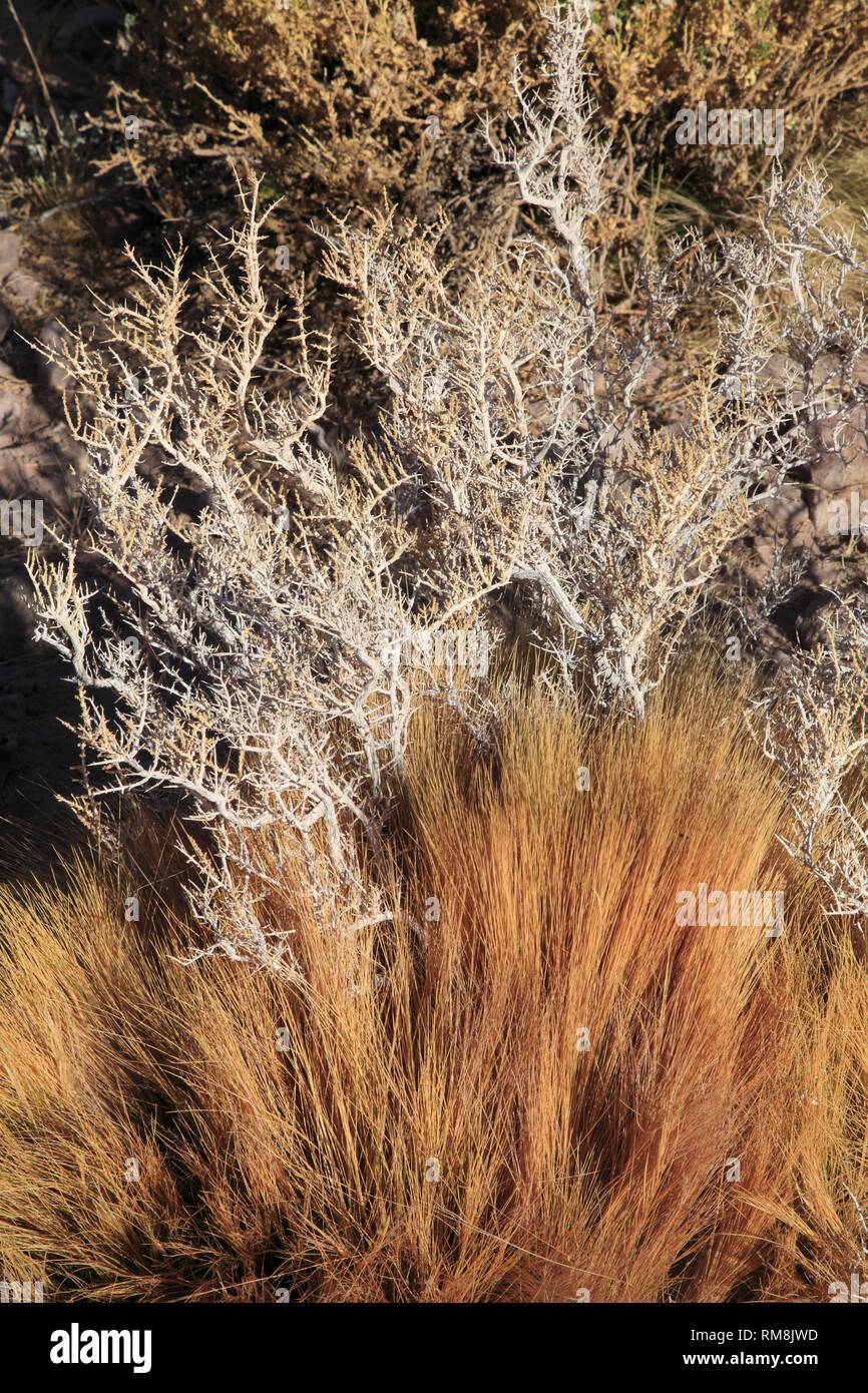 Flora de chile hi-res stock photography and images - Alamy