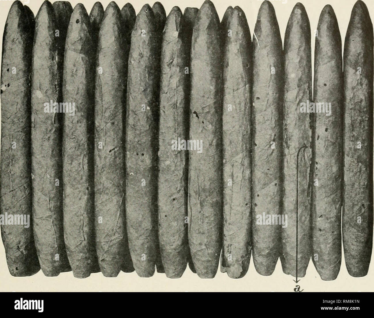 . Annual report of the Director of the Bureau of Science ...