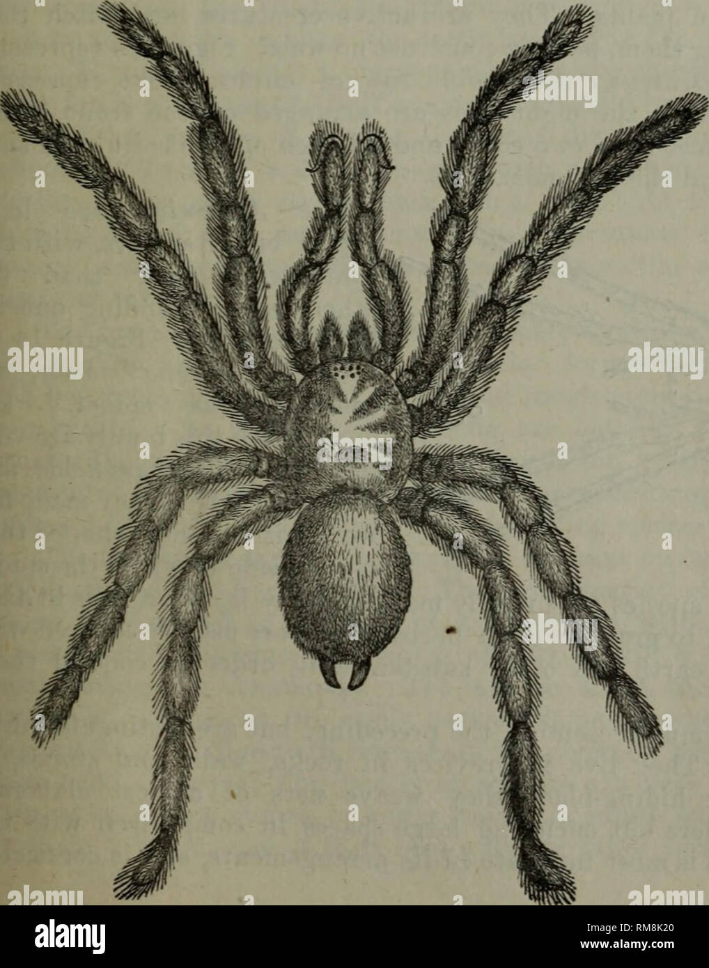 . Annual report - Entomological Society of Ontario. Entomological ...