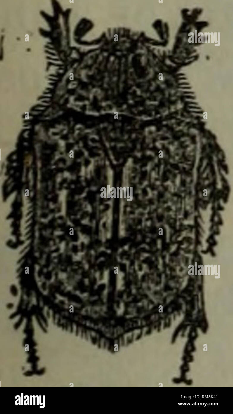 Brownish pollen hi-res stock photography and images - Alamy