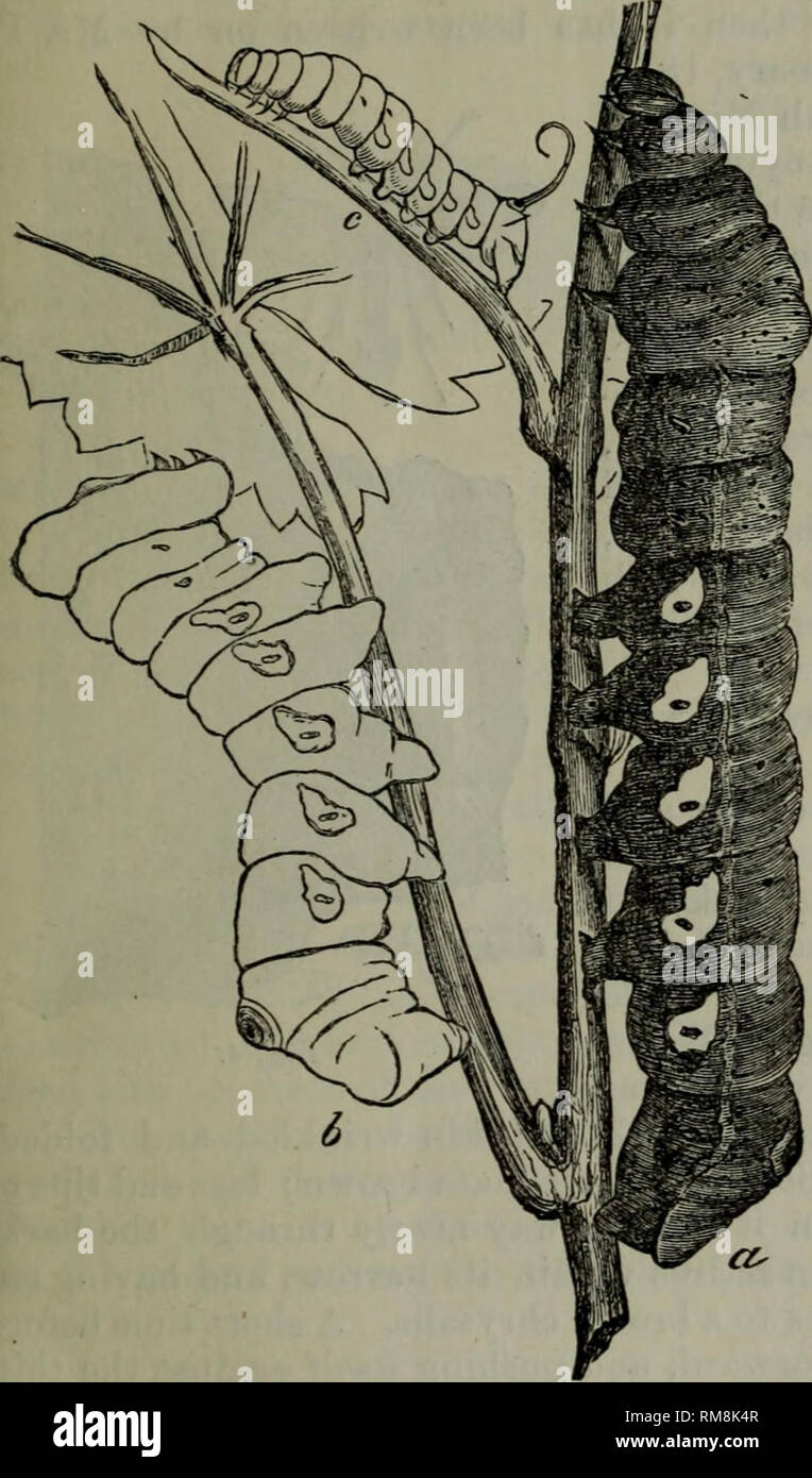 . Annual report - Entomological Society of Ontario. Entomological ...