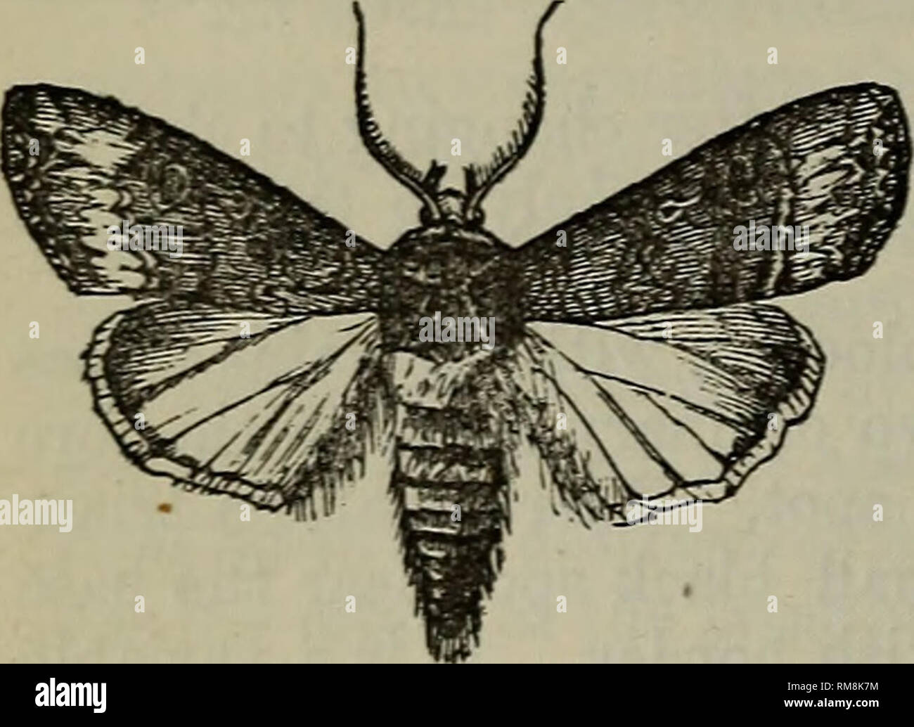 Oval pearl border hi-res stock photography and images - Alamy