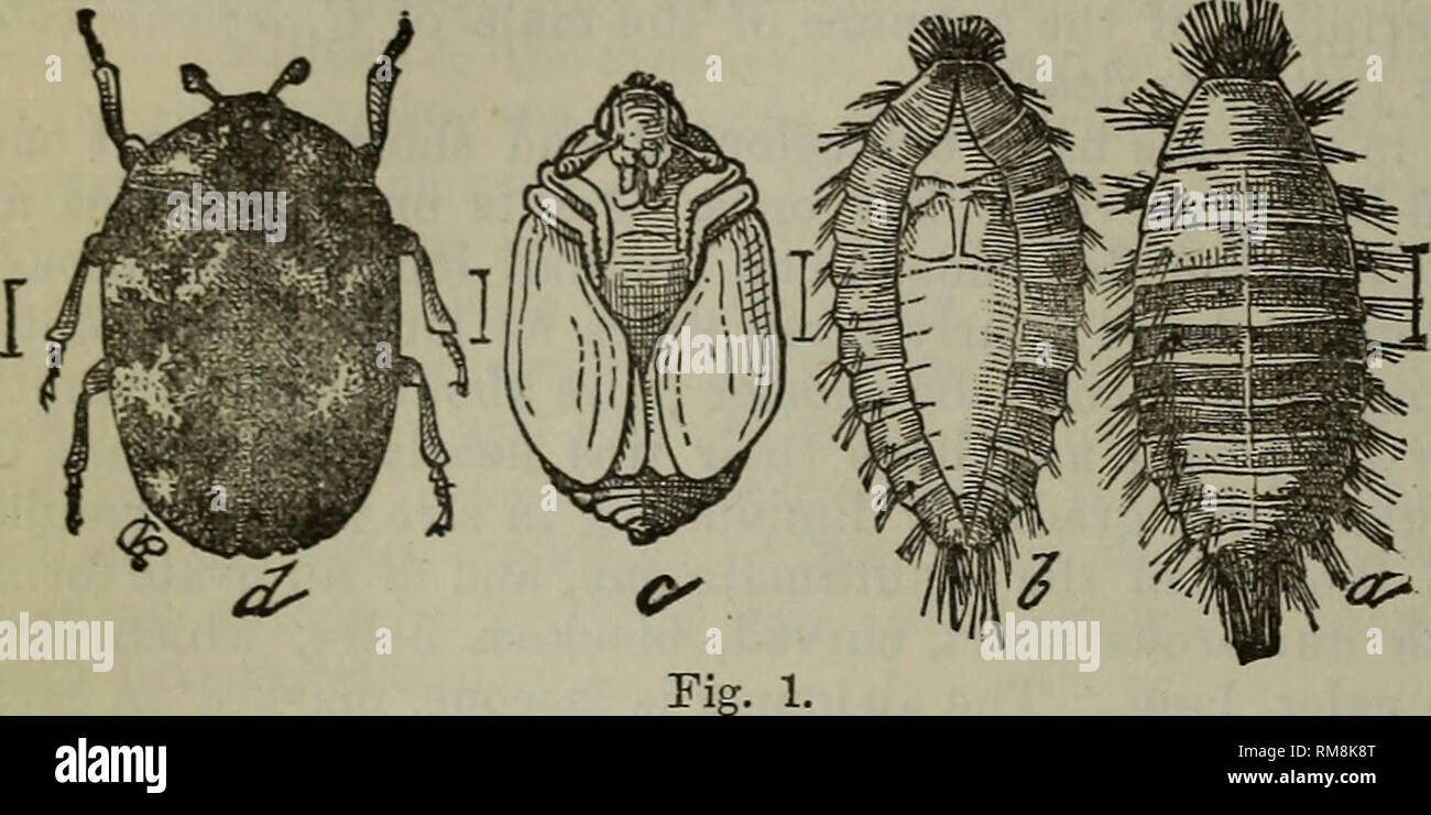 . Annual report - Entomological Society of Ontario. Entomological ...