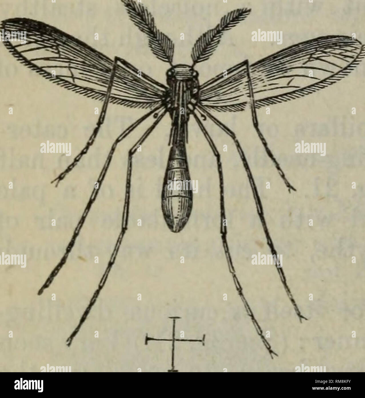 Clothes moth caterpillar hi-res stock photography and images - Alamy