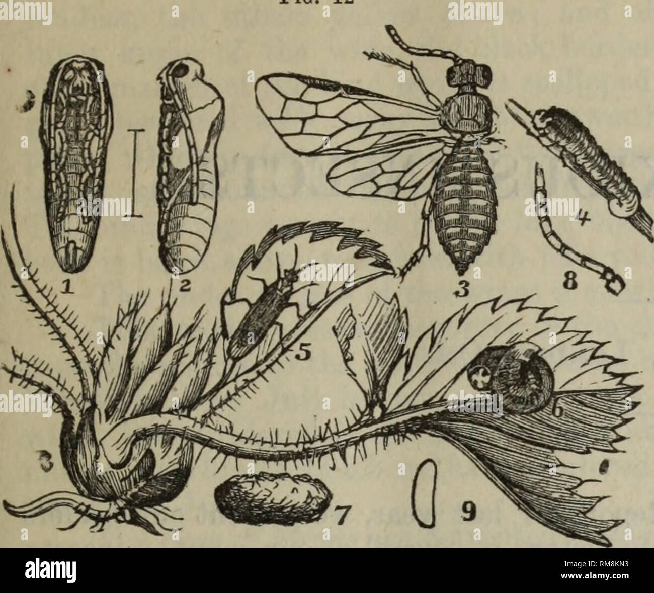 Side view showing underside of wings hi-res stock photography and ...