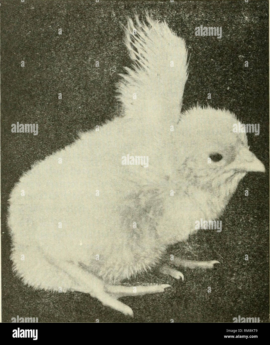 Body covering of feathers hi-res stock photography and images - Alamy