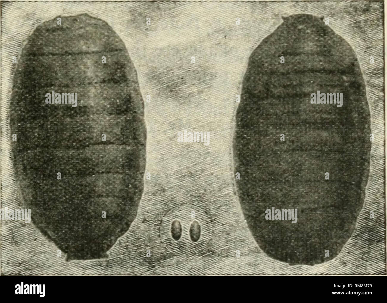 Maggot in cherry hi-res stock photography and images - Alamy