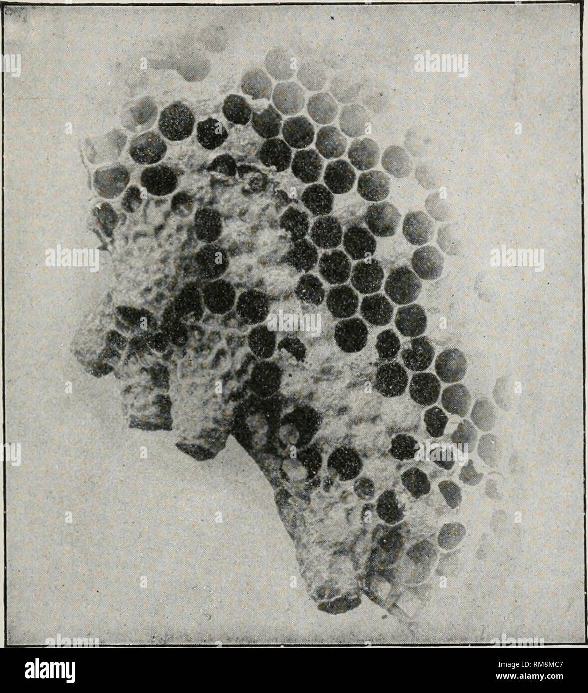 Queen bee laying egg hi-res stock photography and images - Alamy