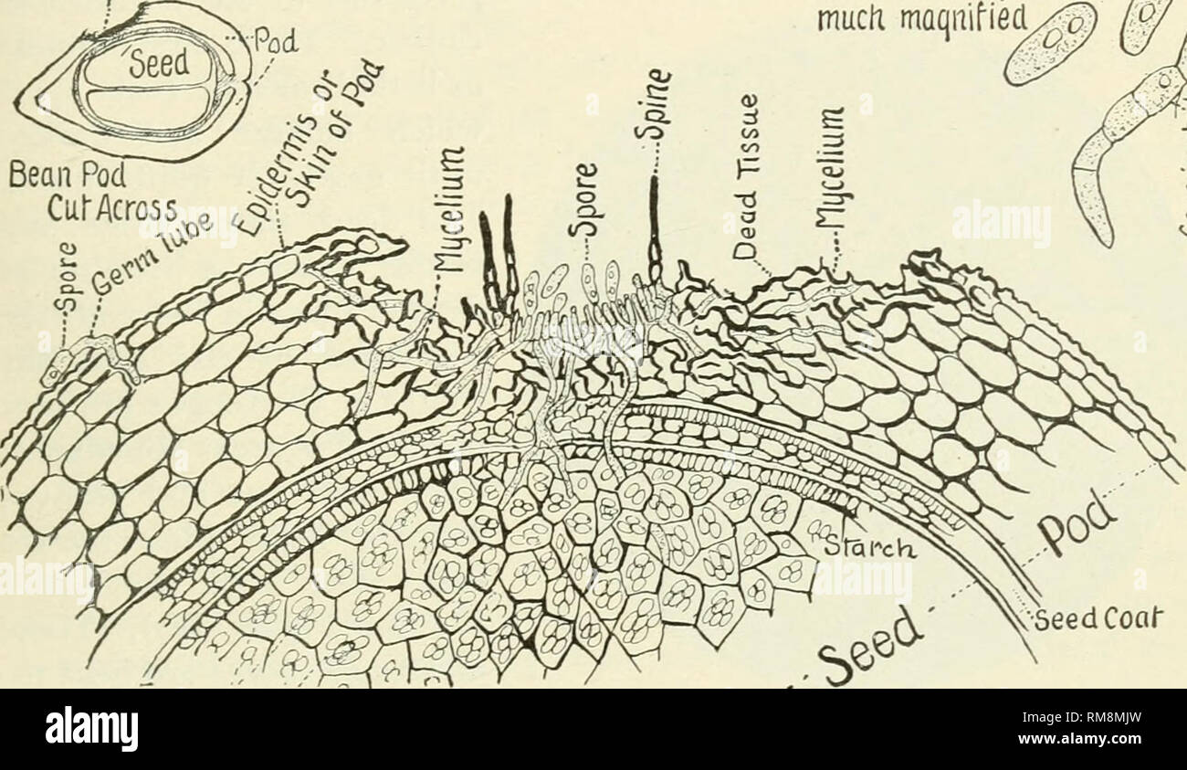 Bean seeds tissue hi-res stock photography and images - Alamy