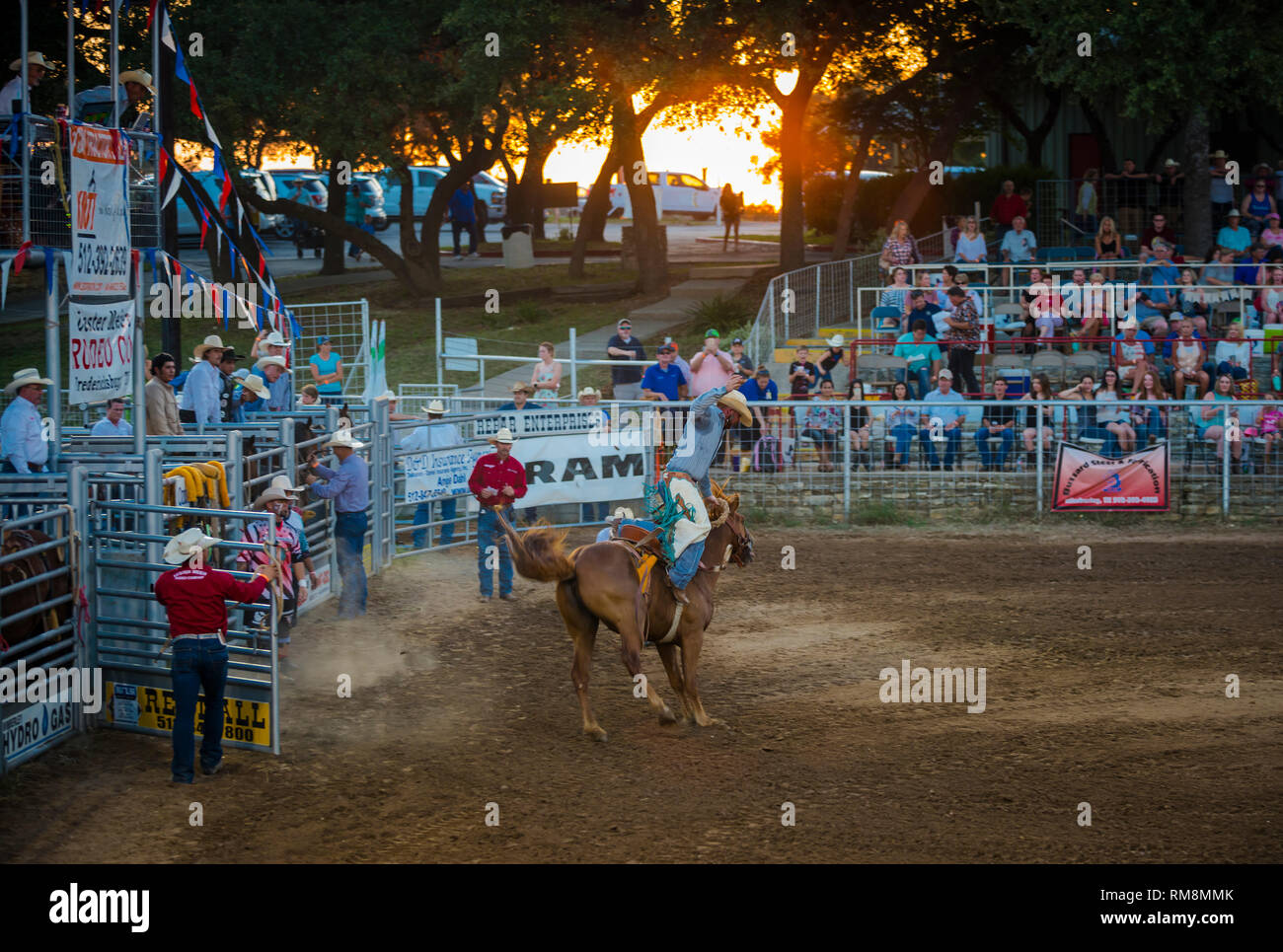 A saddle bronc rider getting bucked off at rodeo event in Texas USA ...