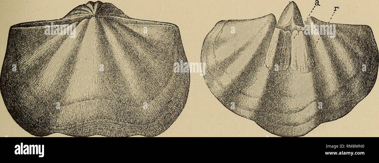 . Annual report. New York State Museum; Science; Science. GEOLOGY OF ...