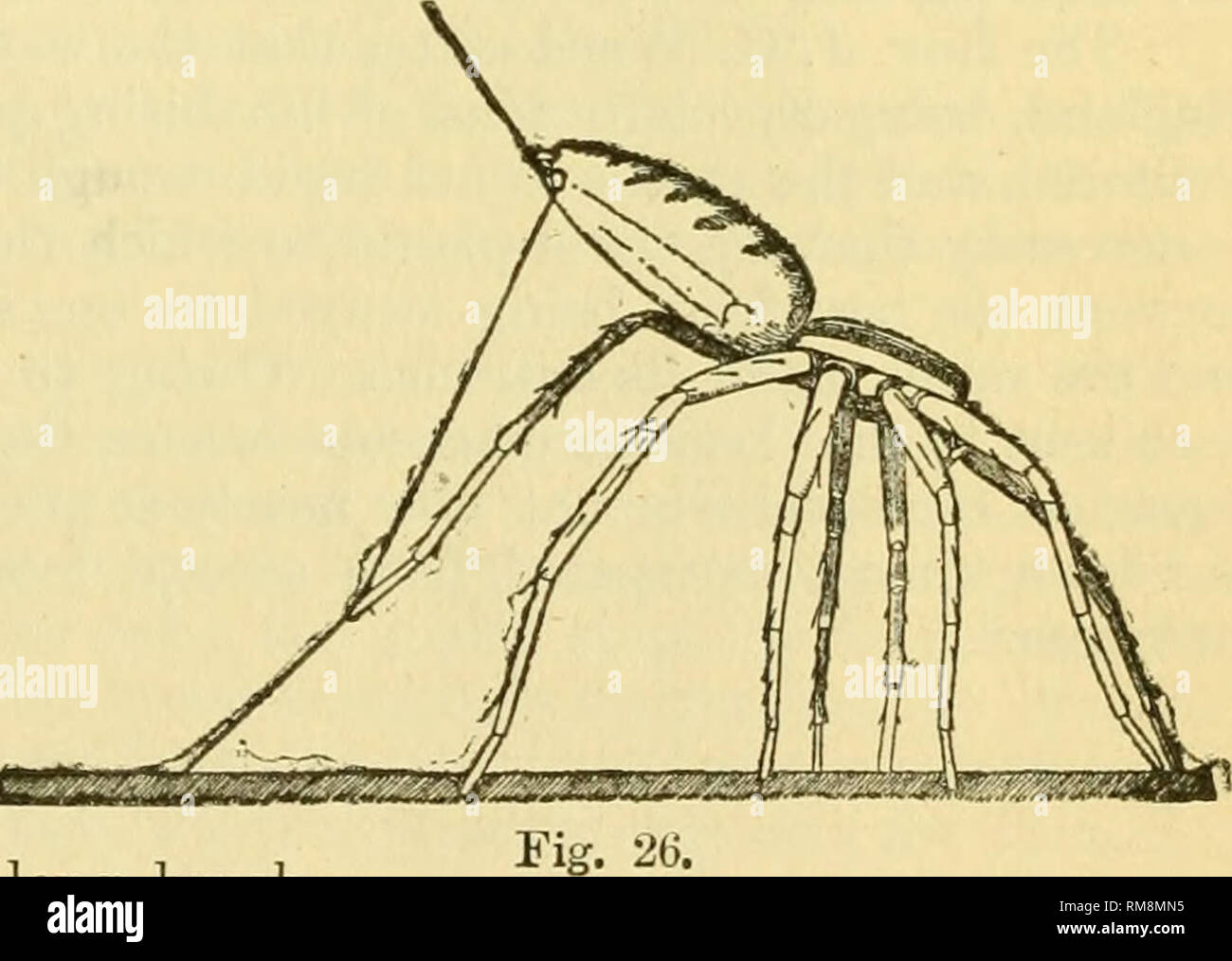Erigone hi-res stock photography and images - Alamy