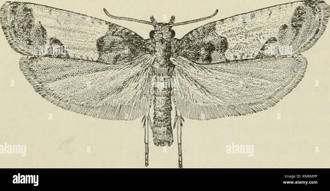 Casebearer moth hi-res stock photography and images - Alamy