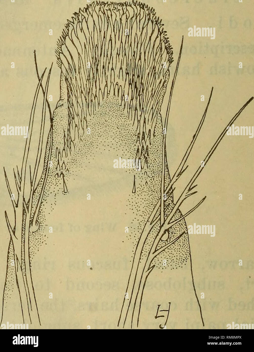 . Annual report. New York State Museum; Science; Science. Fig. 93 ...